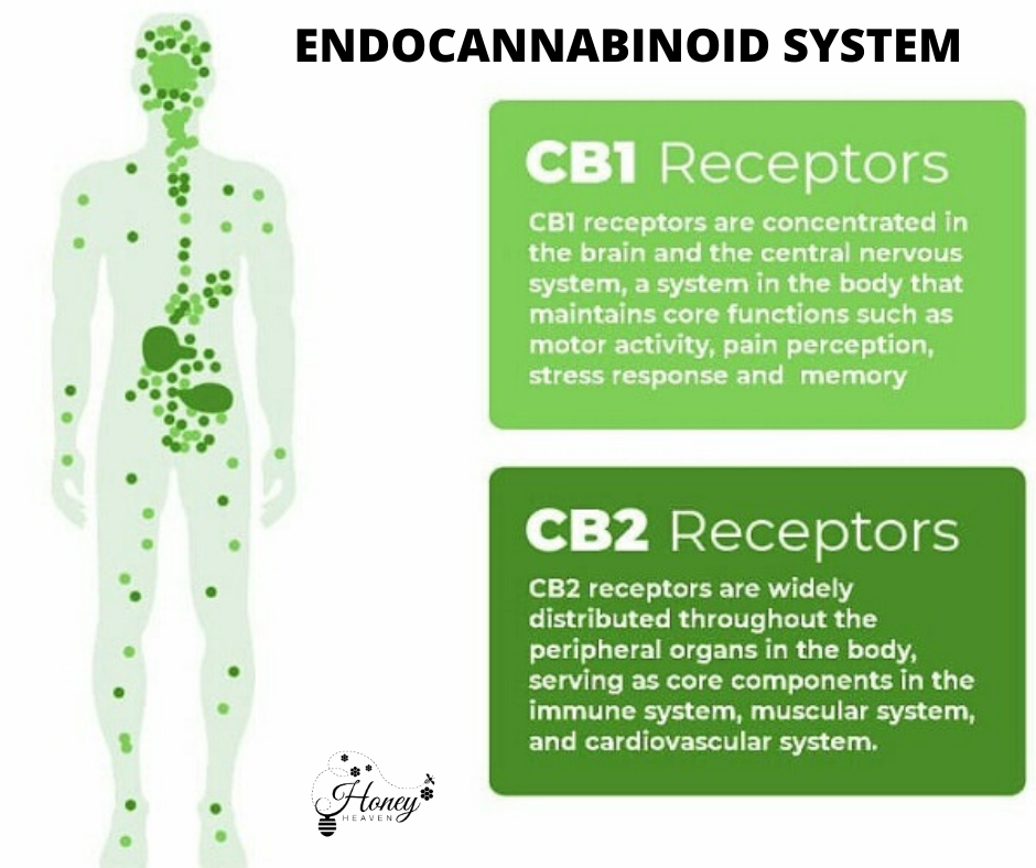 Role of the endocannabinoid system